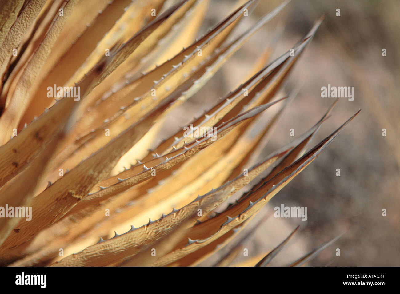 THORNY LEAVES OF UTAH AGAVE PLANT AGAVE UTAHENSIS ALSO CALLED KAIBAB ...
