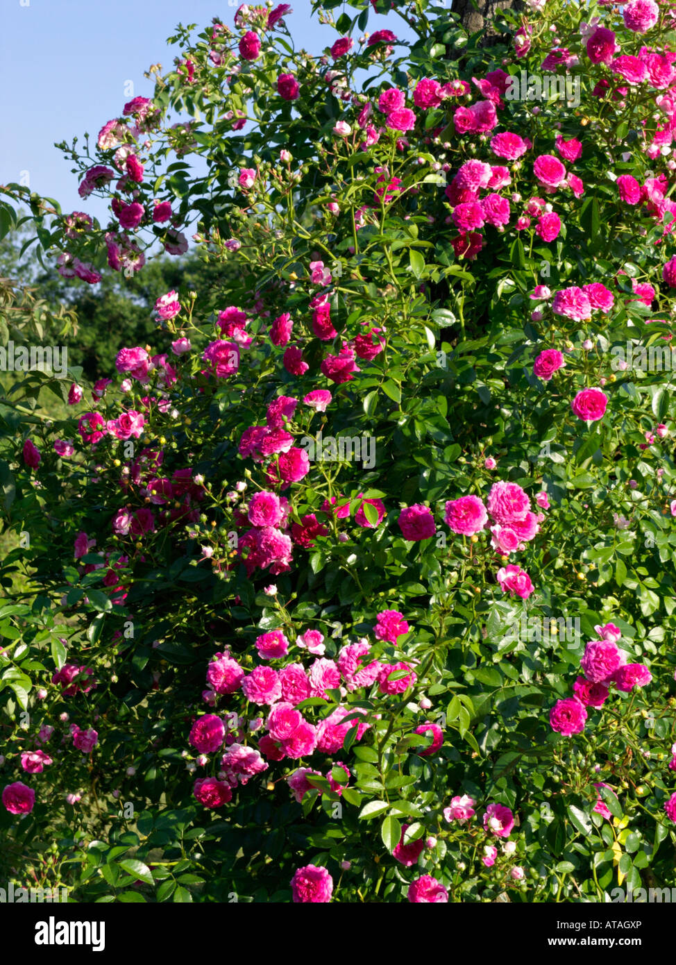 Ploton hi-res stock photography and images - Alamy