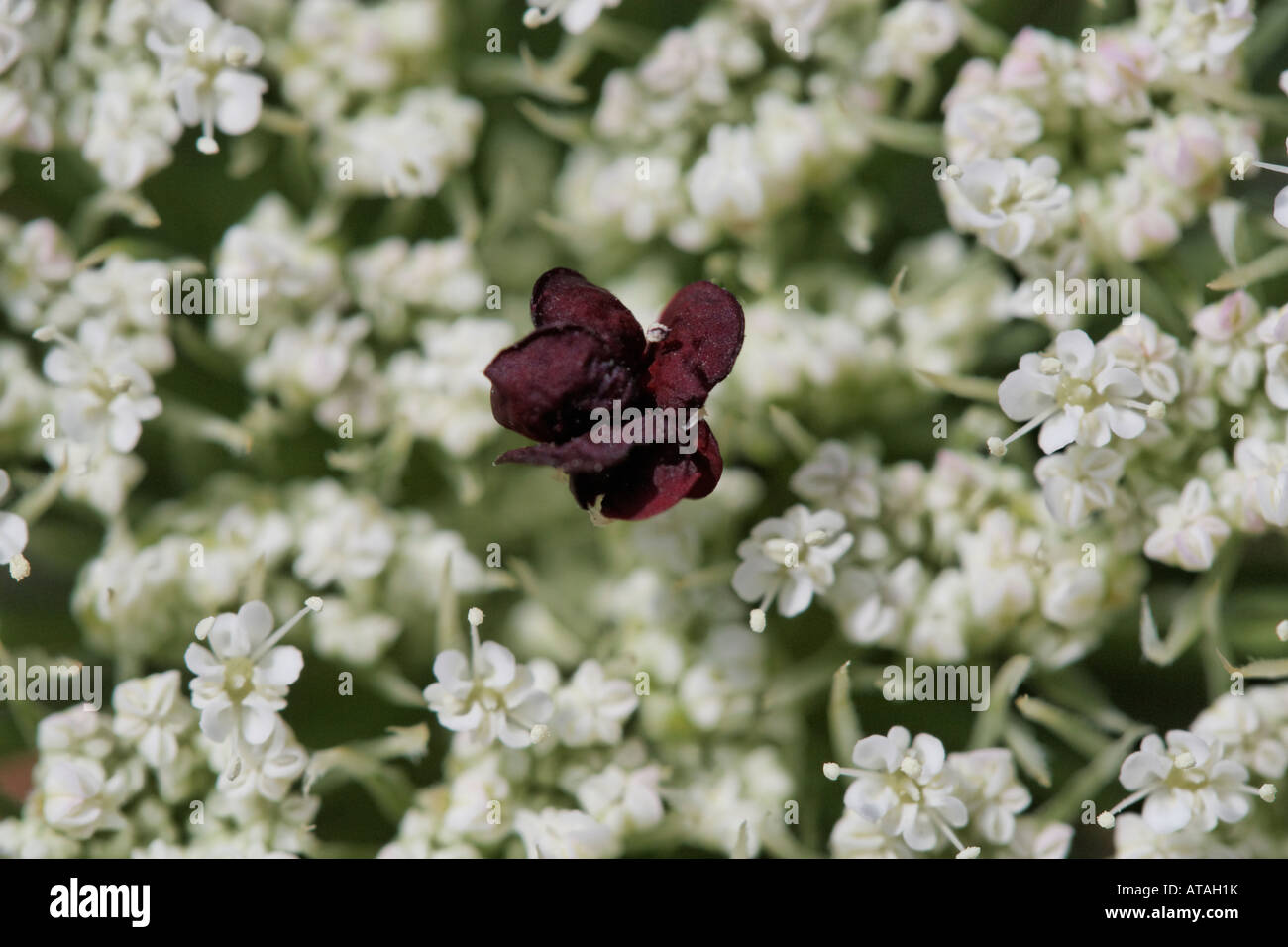 Daucus carotta, Wild carot, Moere, Karotte, Carrote, Carotta selvatica ...