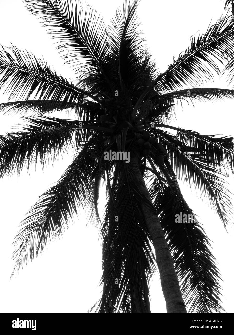 Outline of a Palm Tree Stock Photo - Alamy