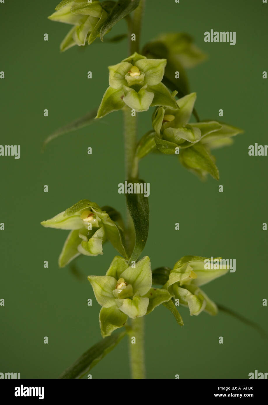 Epipactis helleborine var youngiana hi-res stock photography and images ...