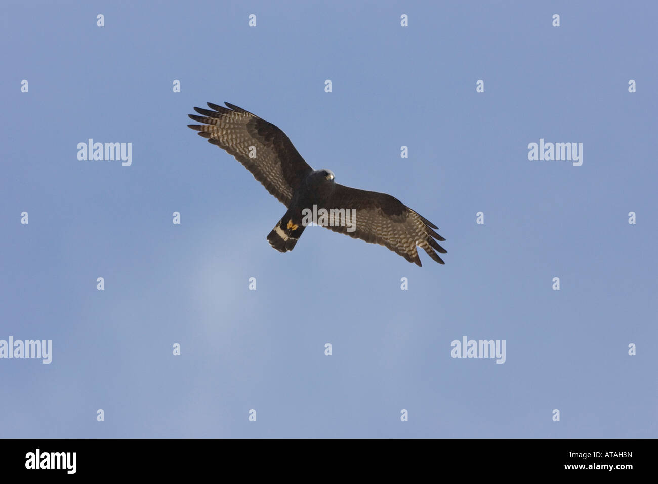 Zone-tailed Hawk, Buteo albonotatus, in flight Stock Photo - Alamy