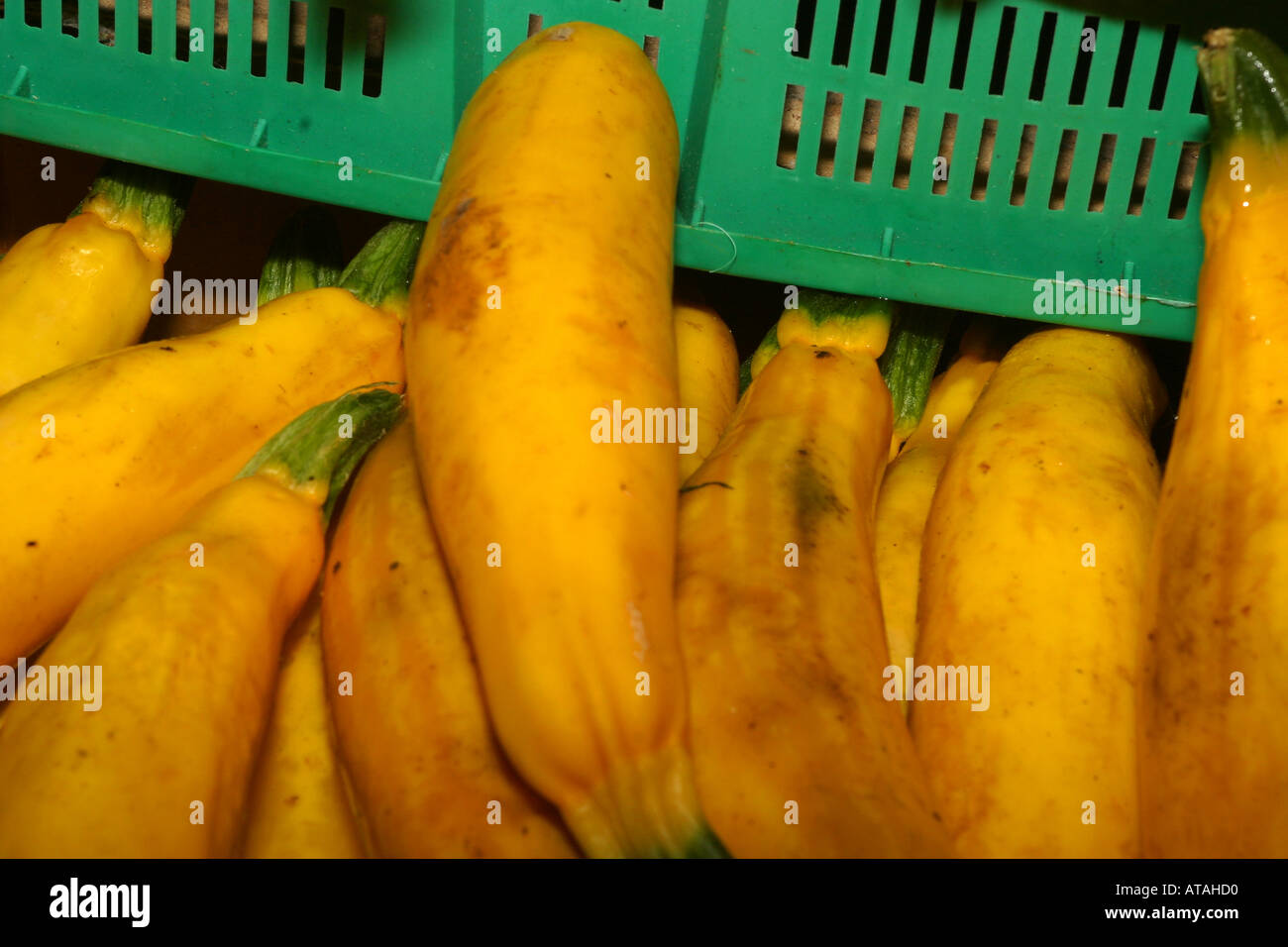 Globe squash hi-res stock photography and images - Alamy