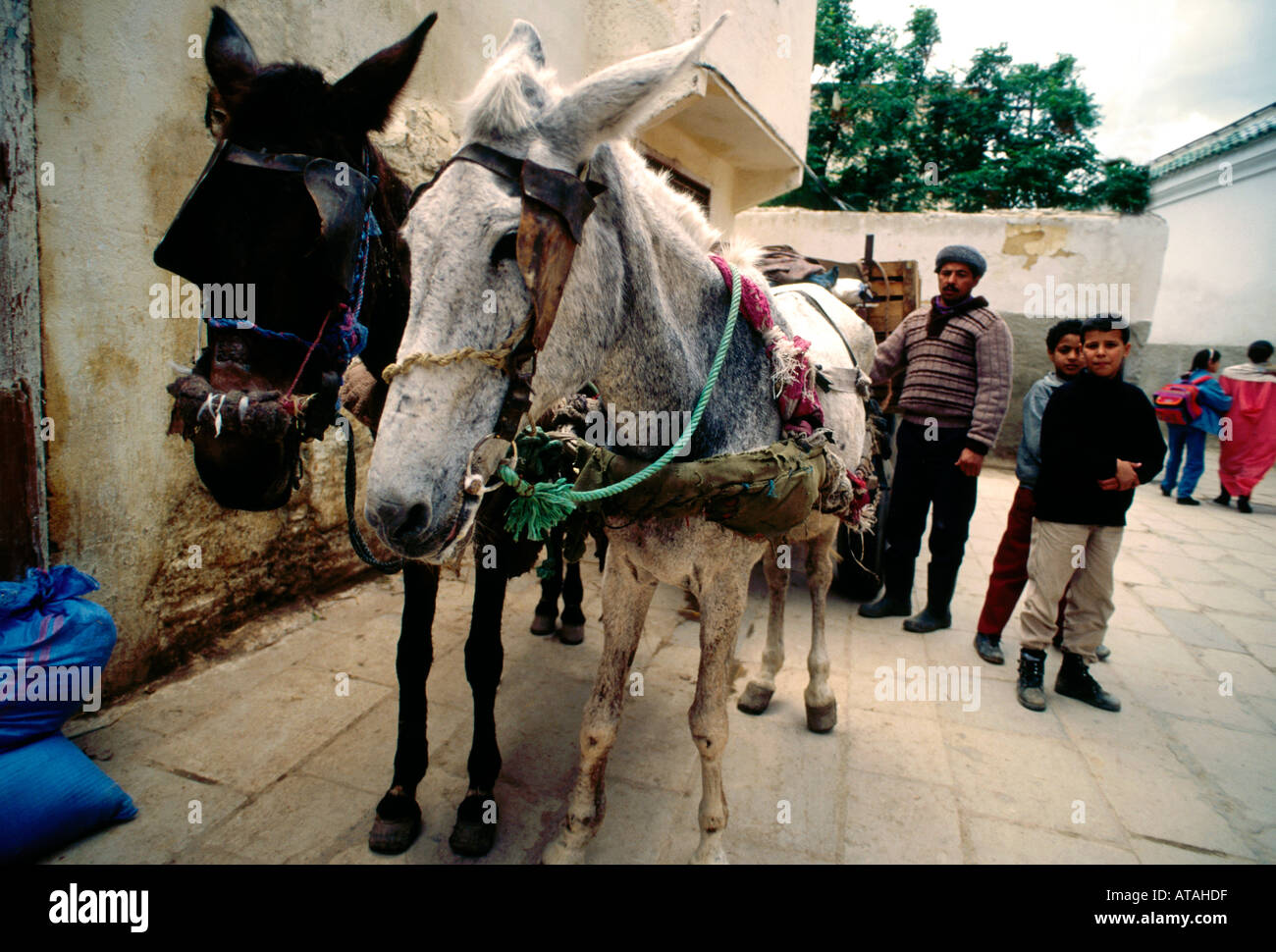 donkey, donkeys, beast of burden, working animal, working animals ...
