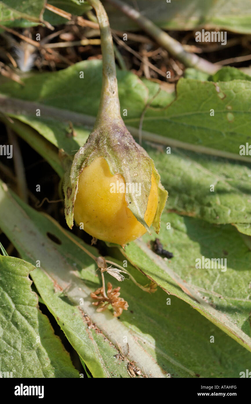 Mandrake fruit hi-res stock photography and images - Alamy