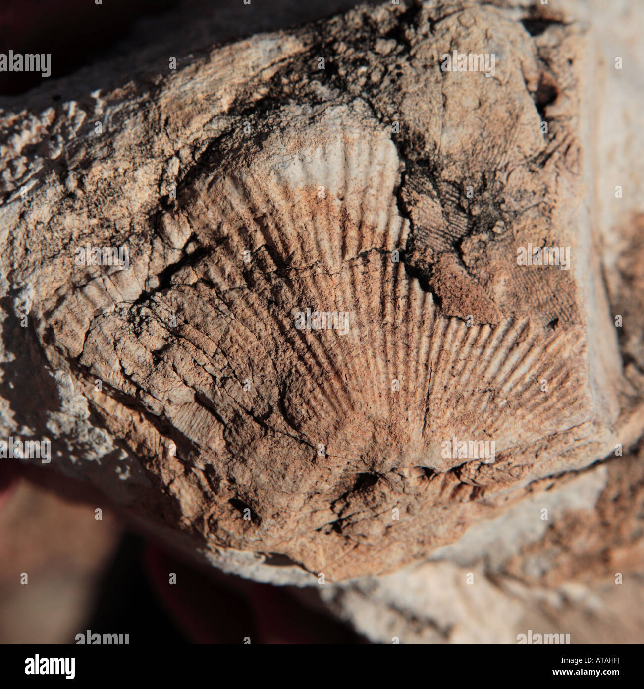 Shell Fossil In Rock