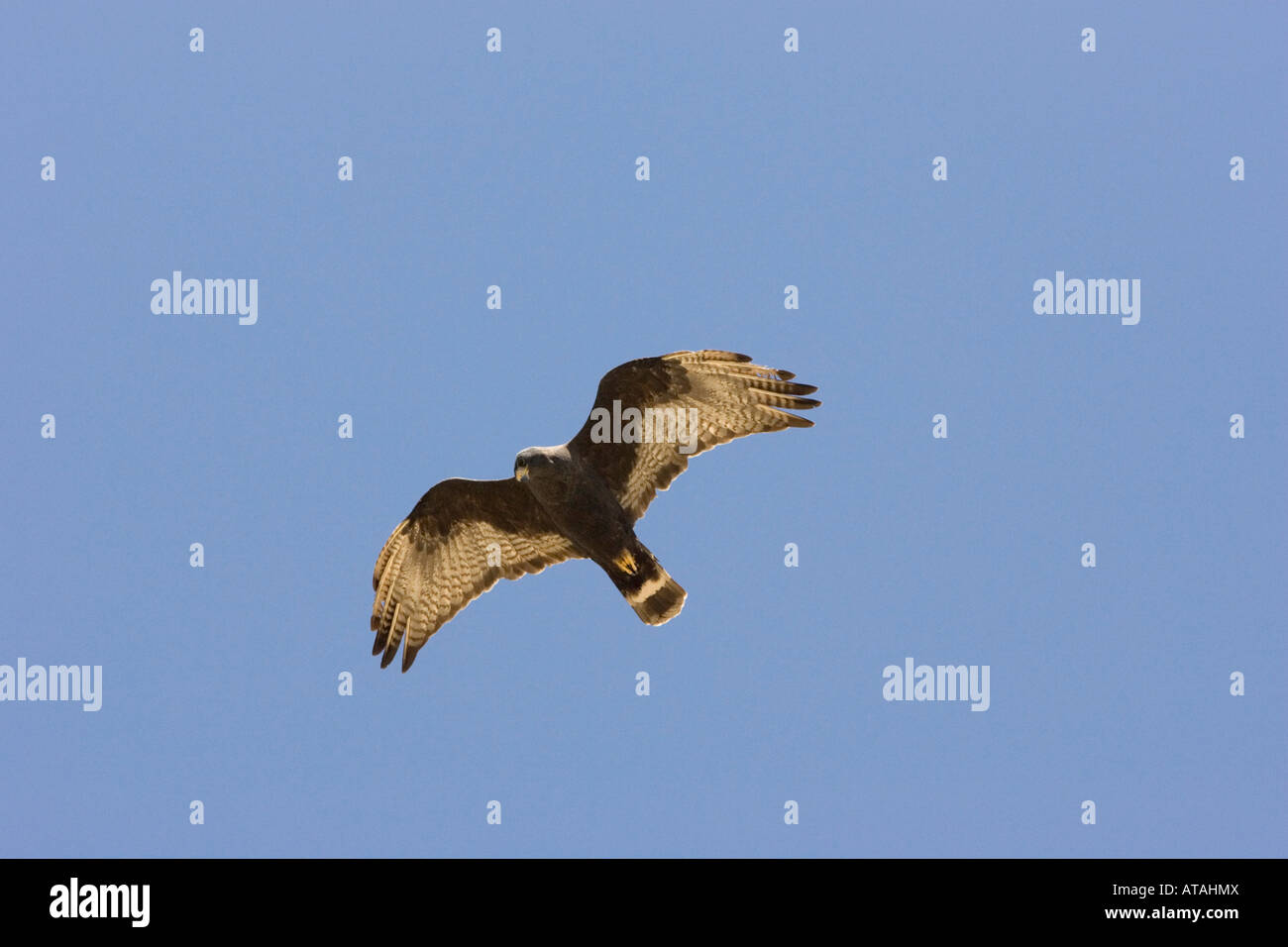 Zone-tailed Hawk, Buteo albonotatus, in flight Stock Photo - Alamy