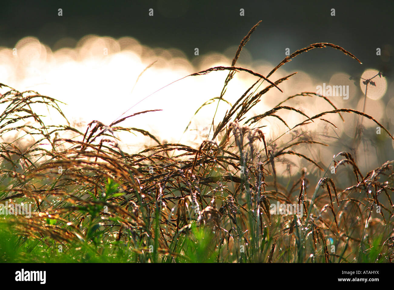 Prairie grass hi-res stock photography and images - Alamy