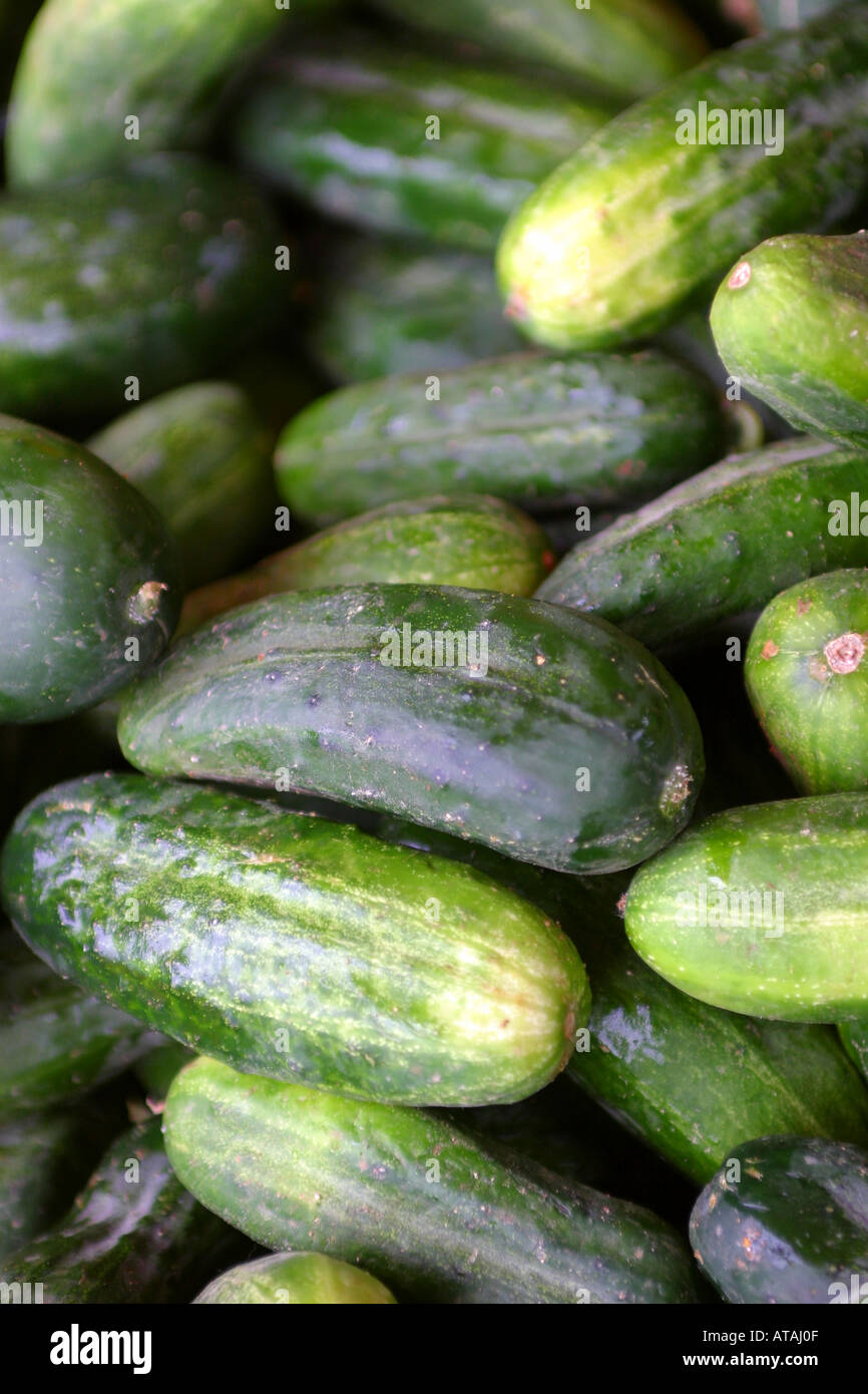 cucumber "market garden Stock Photo - Alamy