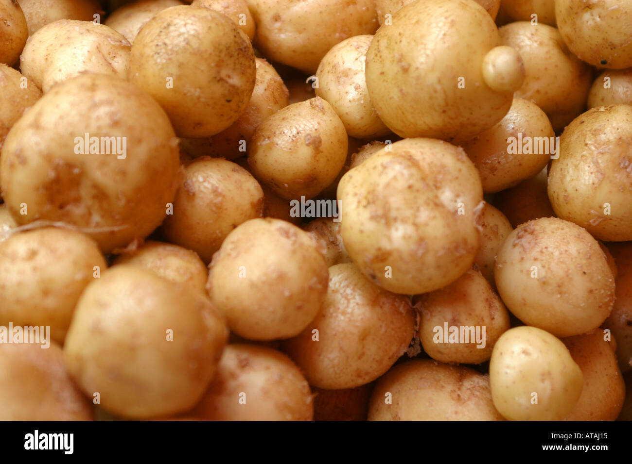 Potatoes for human consumption hi-res stock photography and images - Alamy