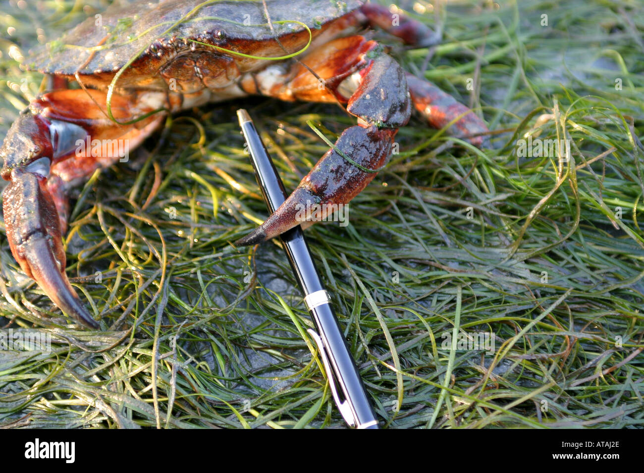 CRAB with pen Stock Photo - Alamy