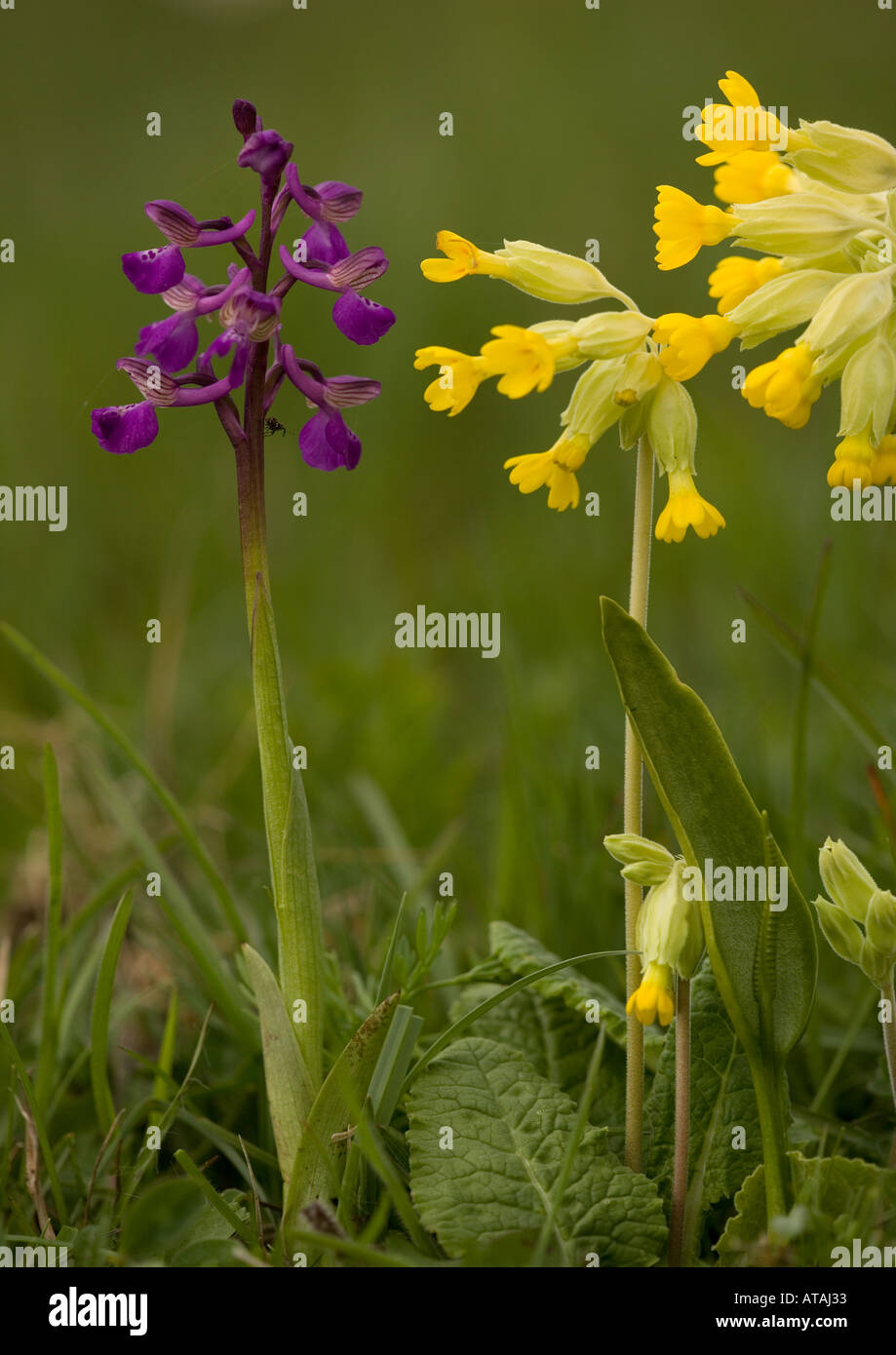 Orchis morio and cowslips hi-res stock photography and images - Alamy