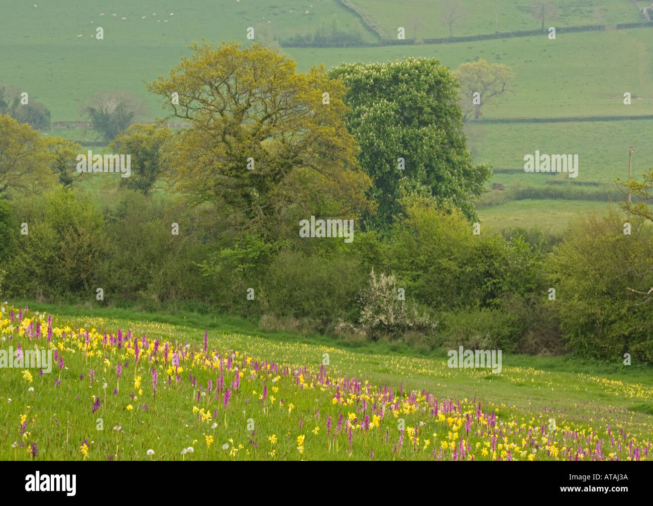 Hardington Moor National Nature Reserve South Somerset with masses of ...