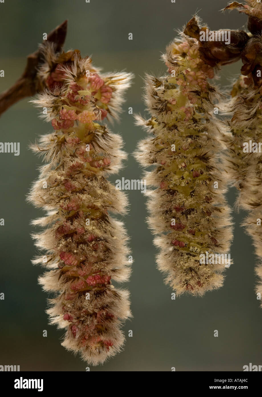 Populus tremula flowers hi-res stock photography and images - Alamy