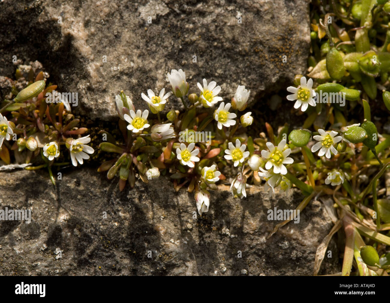 Common whitlow grass, Erophila verna Stock Photo - Alamy