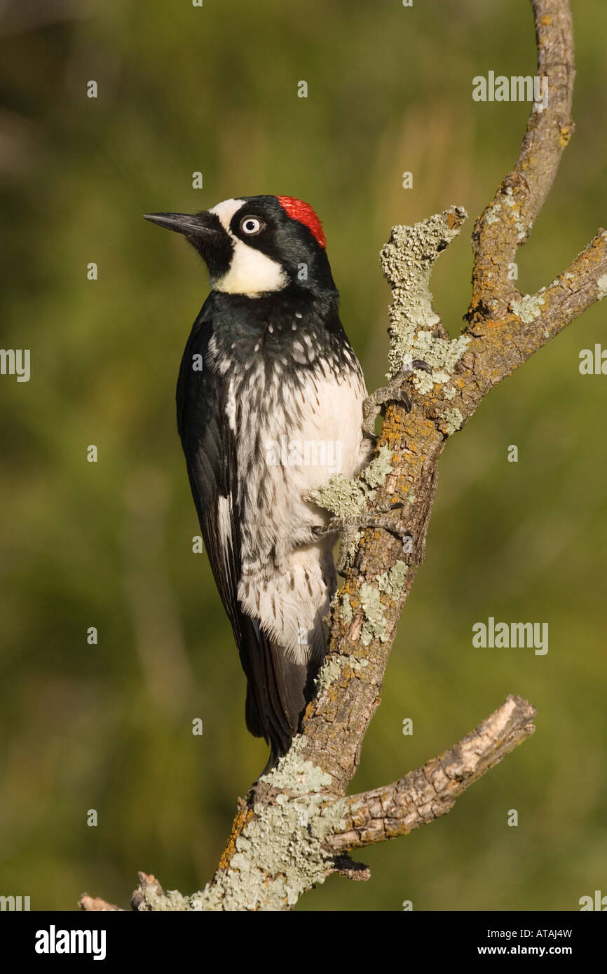 Female acorn woodpecker hi-res stock photography and images - Alamy