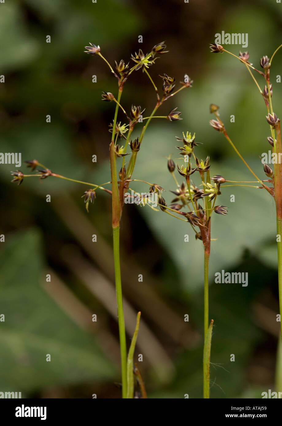 Hairy wood rush, Luzula pilosa, in woodland Stock Photo - Alamy