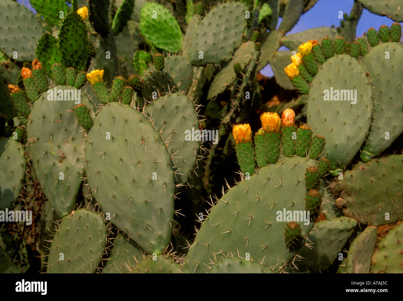 cactus, cacti, between town of Sefrou and city of Fez, Morocco, Africa ...