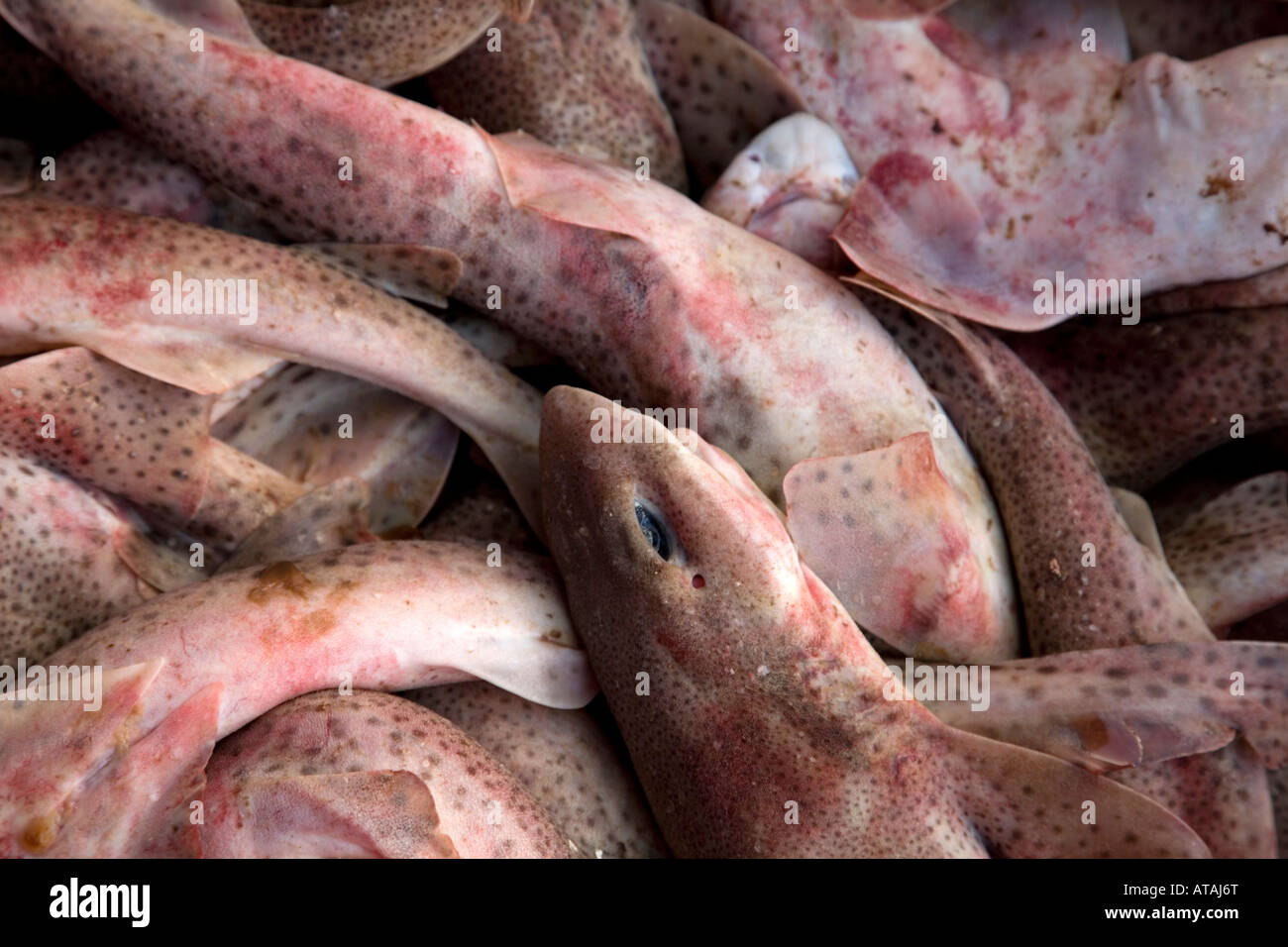 Newlyn fish market hi-res stock photography and images - Alamy