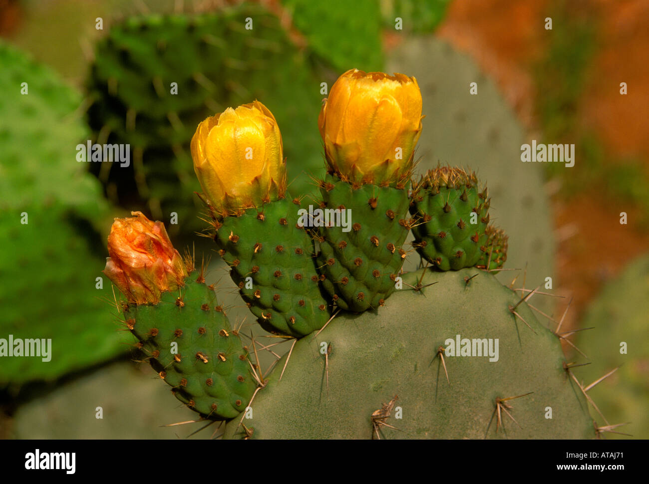 cactus, cacti, between town of Sefrou and city of Fez, Morocco, Africa ...