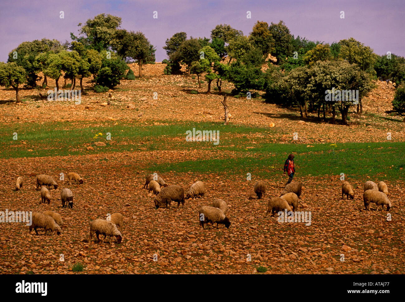 Berber shepherd, flock of sheep, grazing, field, pasture, between ...