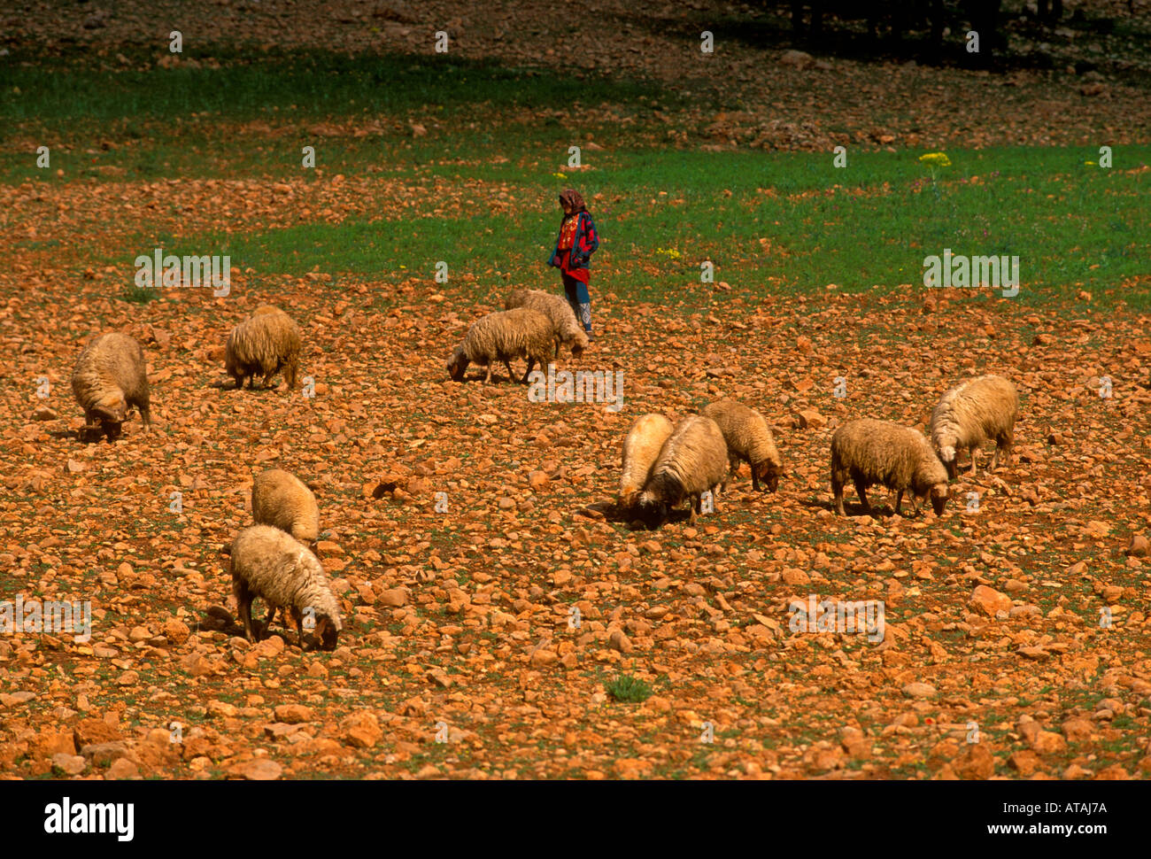 Berber shepherd, flock of sheep, grazing, field, pasture, between ...
