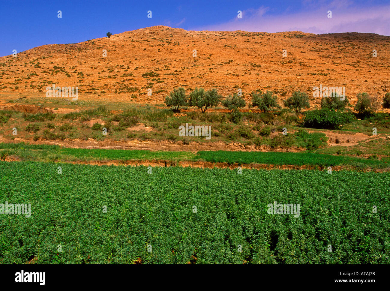 agriculture, agricultural field, crop, crops, cropland, along road P20 ...