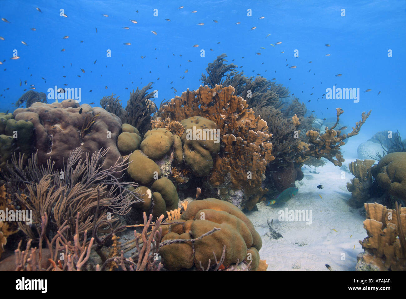Coral reef scene Stock Photo - Alamy