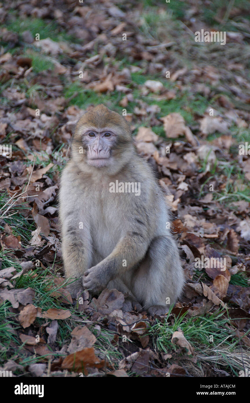 Barbary Macaque Monkey Stock Photo - Alamy