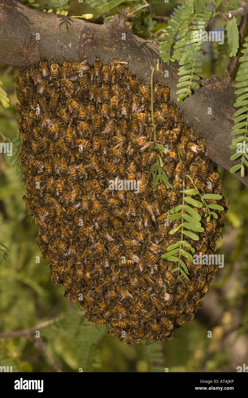 Honey Bee, Apis mellifera, swarm in mesquite tree Stock Photo - Alamy