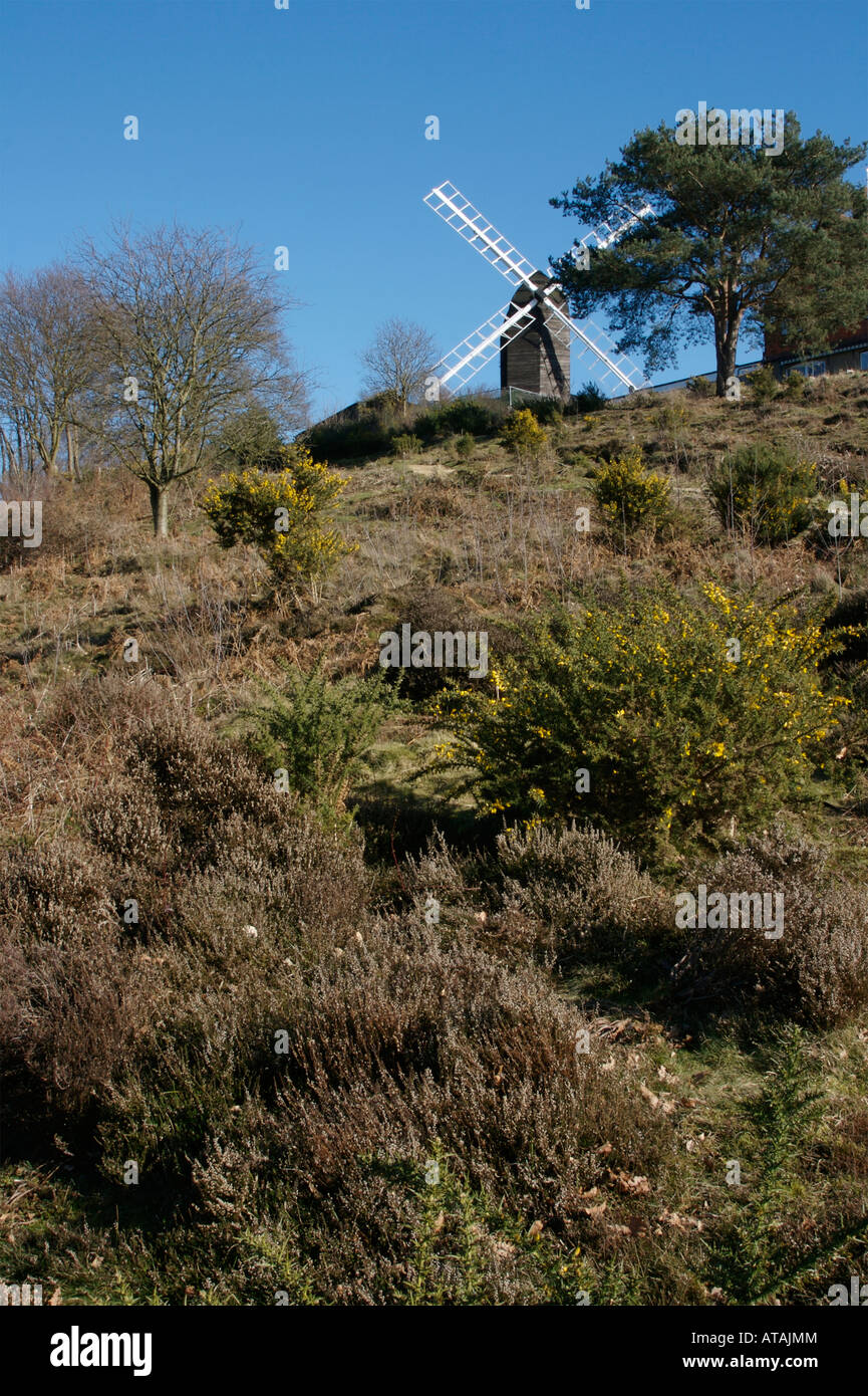 Reigate Heath Windmill Reigate Surrey with Ulex Europaeus in the ...