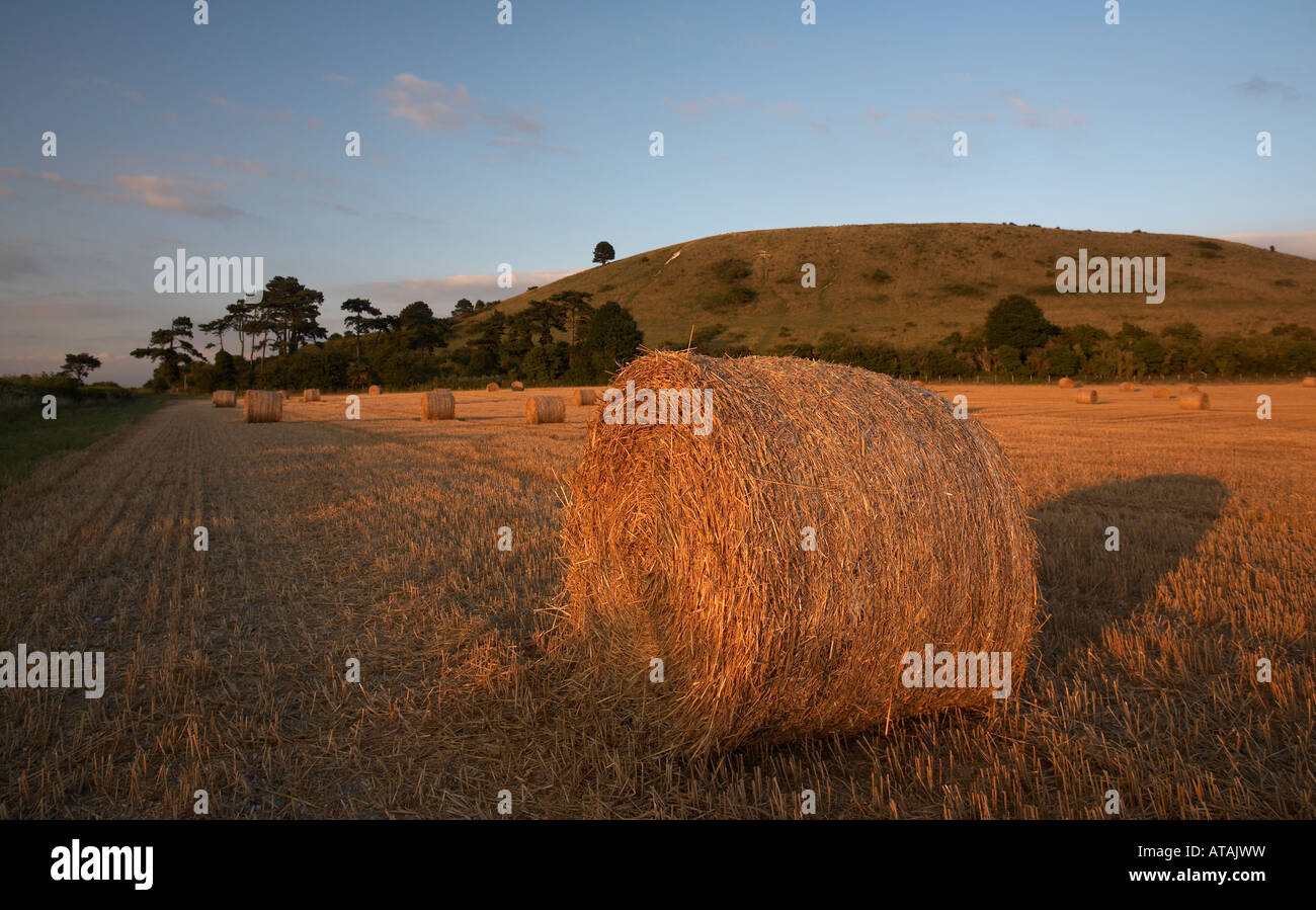 Round Hay bales at Ivanhoe Beacon Stock Photo - Alamy