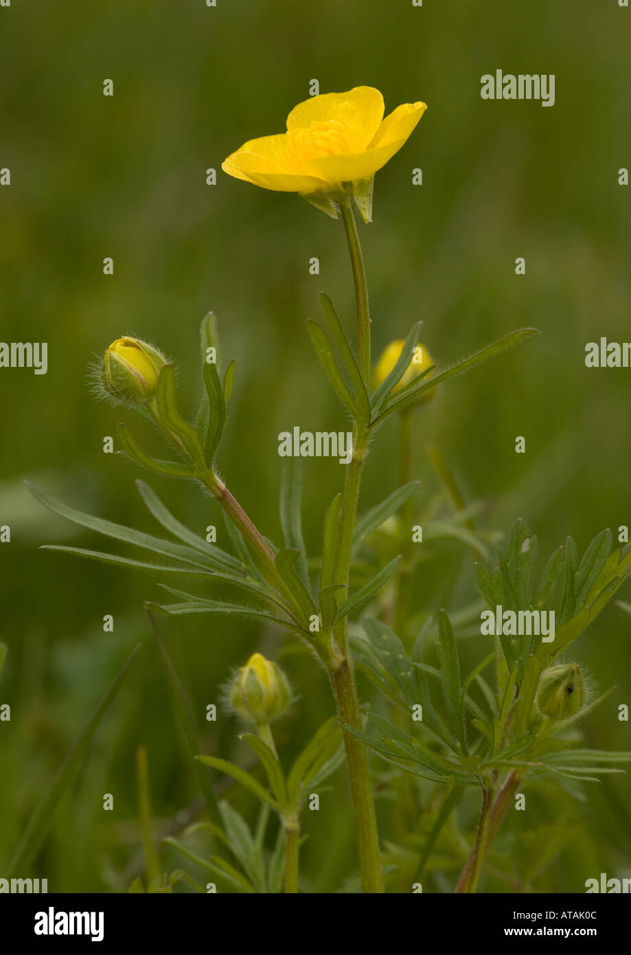 Bulbous buttercup Ranunculus bulbosus Stock Photo - Alamy