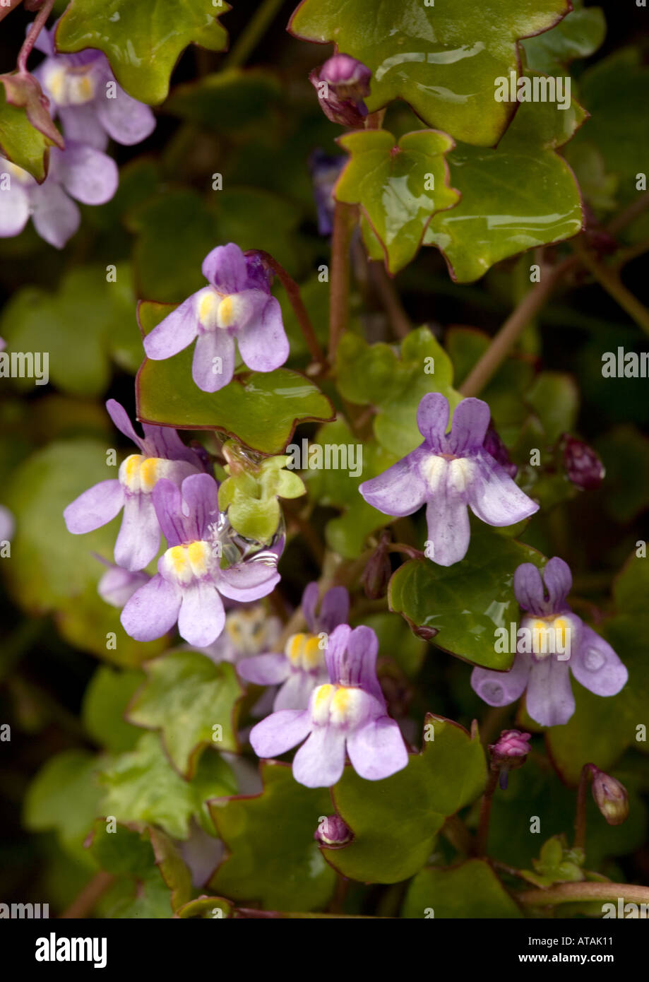 Creeping toadflax hi-res stock photography and images - Alamy