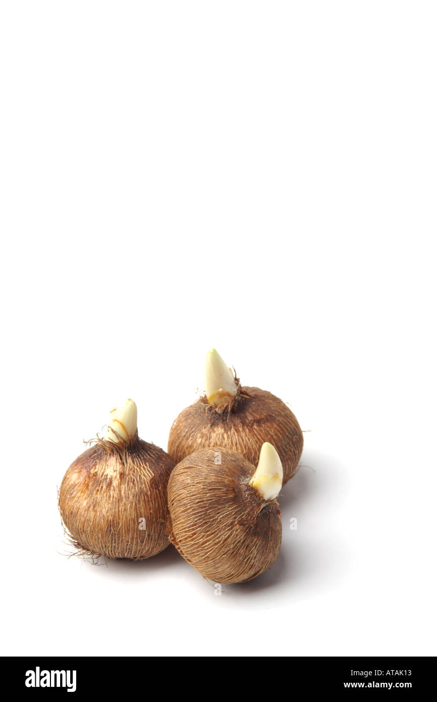 crocus bulbs with shoots Stock Photo - Alamy