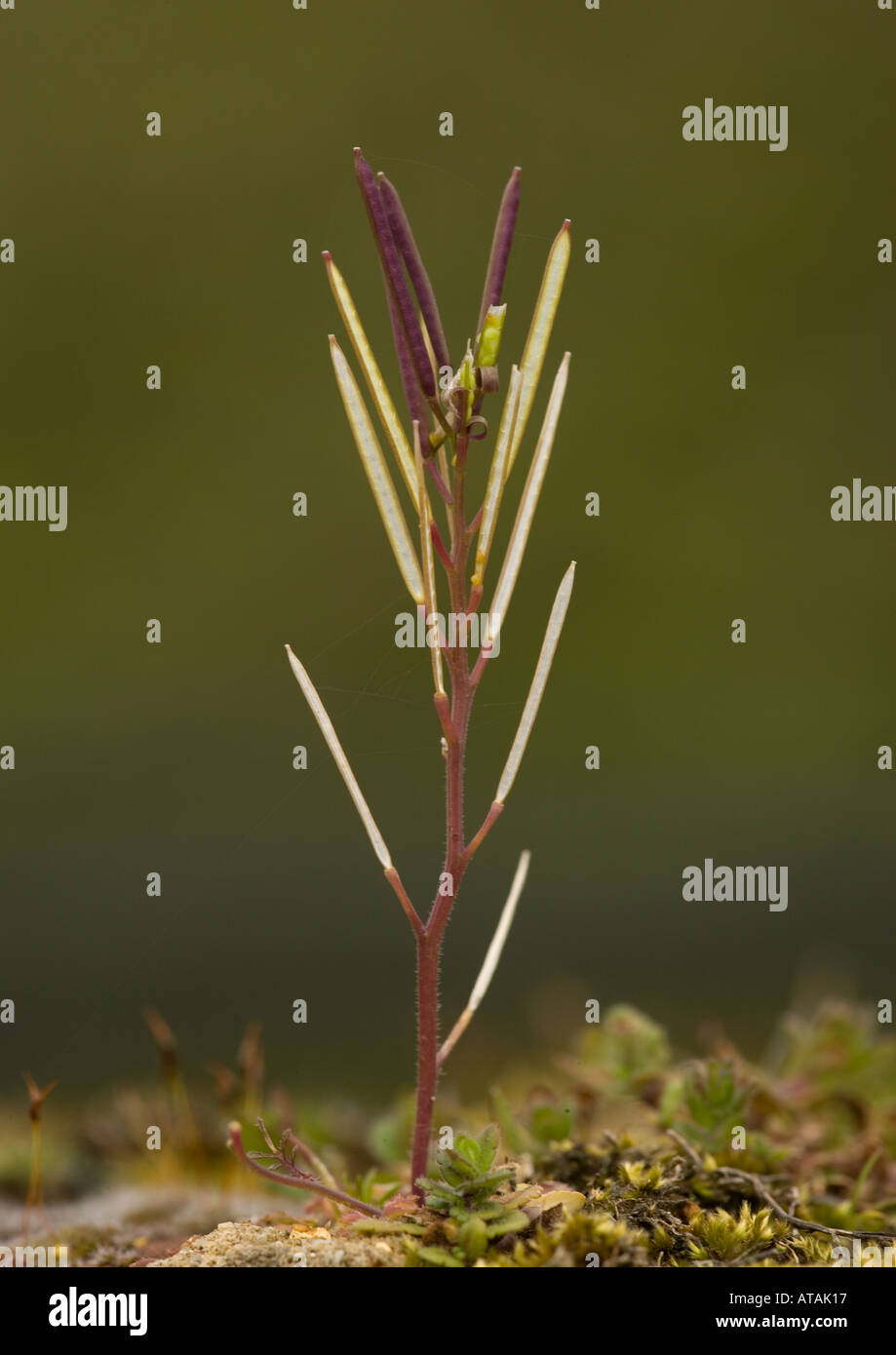 Hairy bitter cress in fruit Common weed; Cardamine hirsuta Stock Photo ...