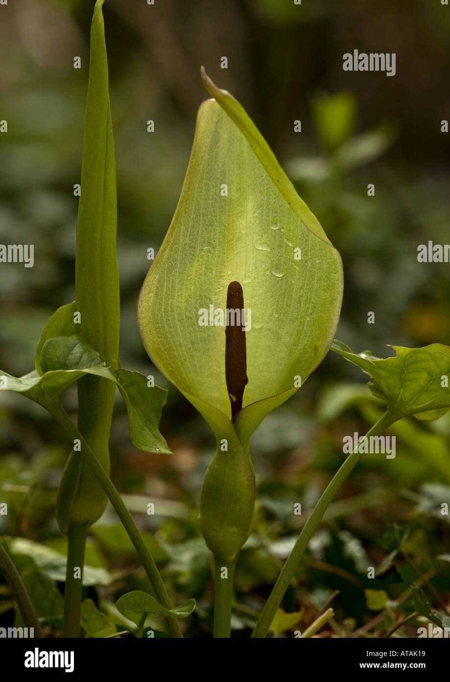 Lords and ladies or wild arum In flower; Arum maculatum Stock Photo - Alamy
