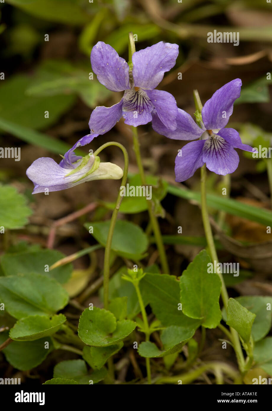 Common dog violet Viola riviniana in woodland Stock Photo - Alamy