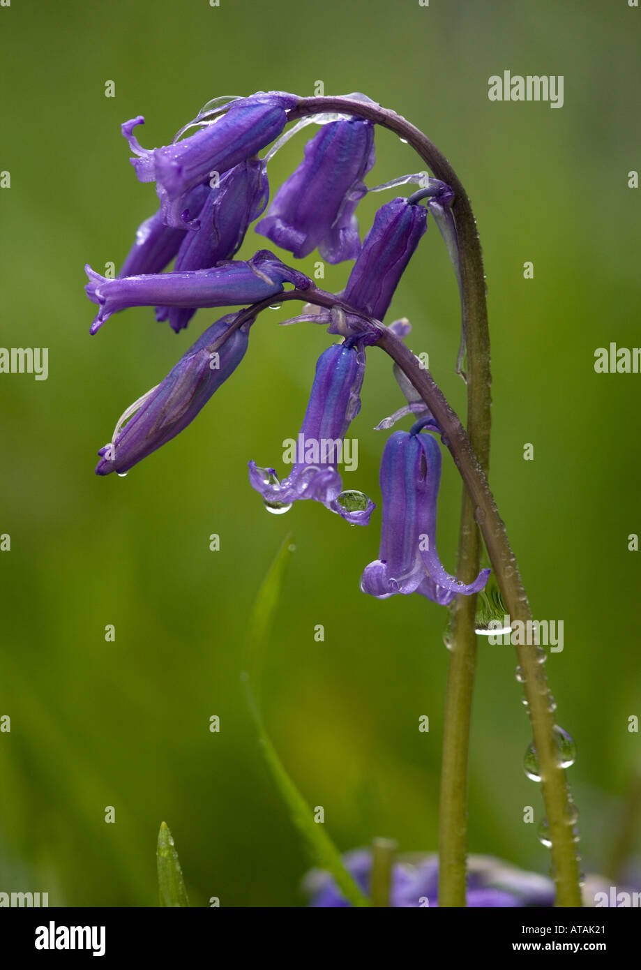 Endymion non scripta hi-res stock photography and images - Alamy