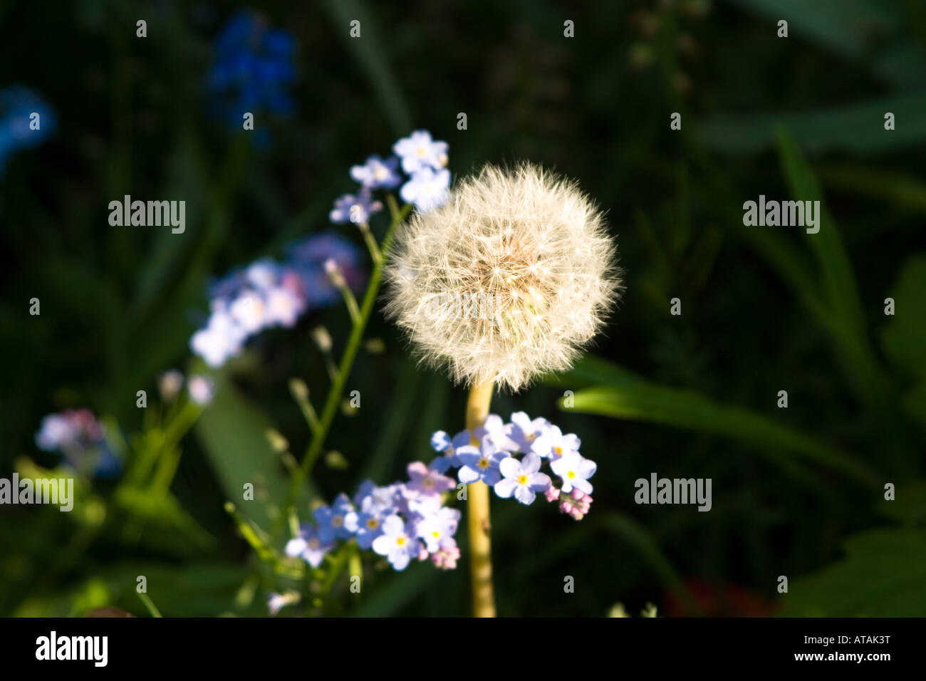 Dandelion seed ball and forget-me-nots against dark background Stock ...