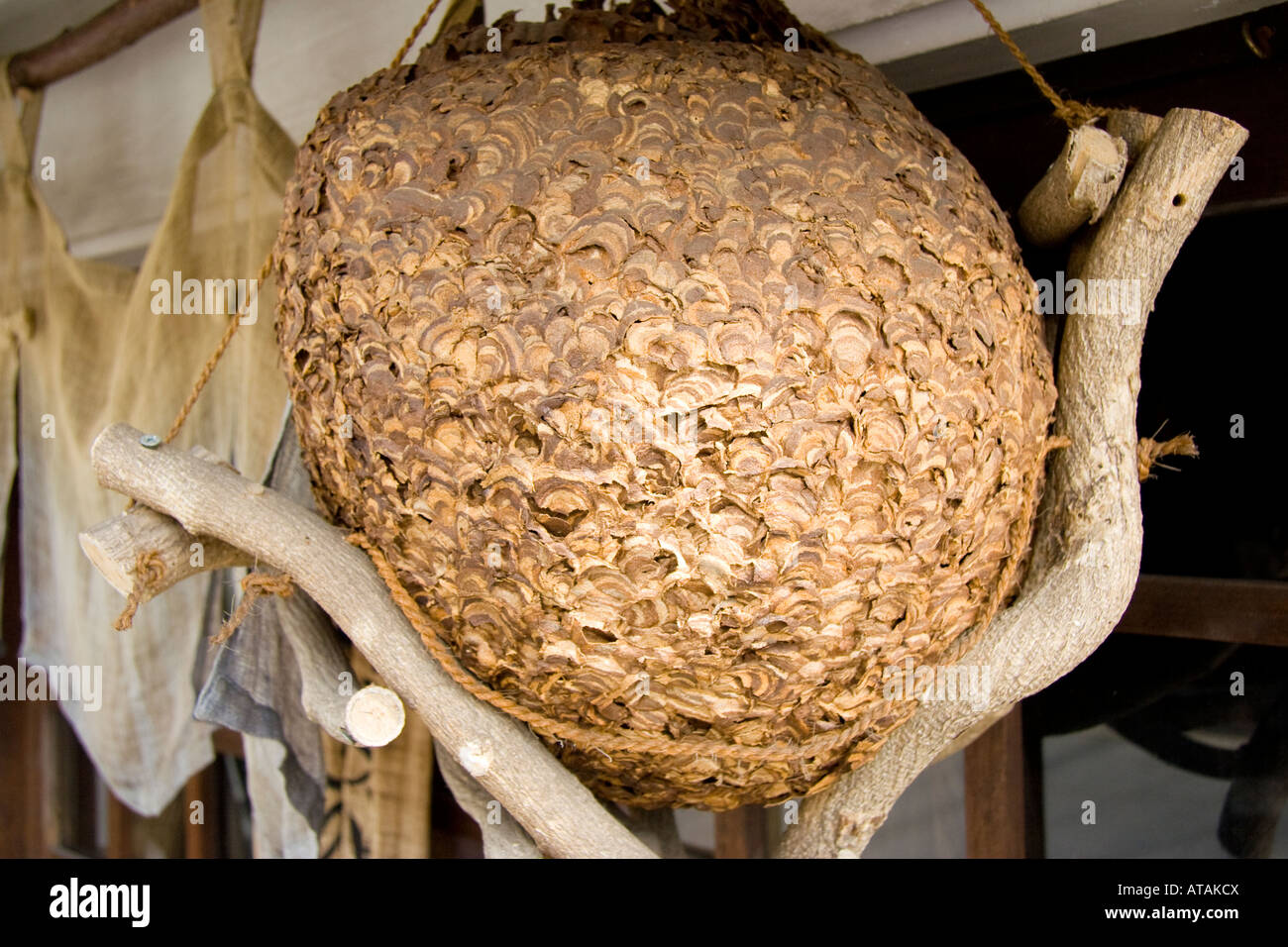 The swirling texture of a bees nest for sale, supported by stacked dead ...