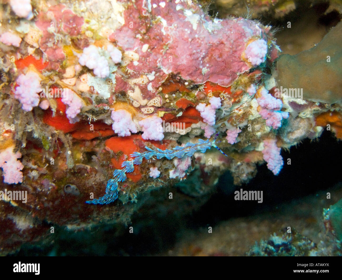 Blue frilly nudibranch (species unknown to me) February 4 2008, Koh Bon ...