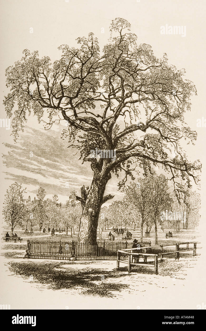 Sons Of Liberty Tree