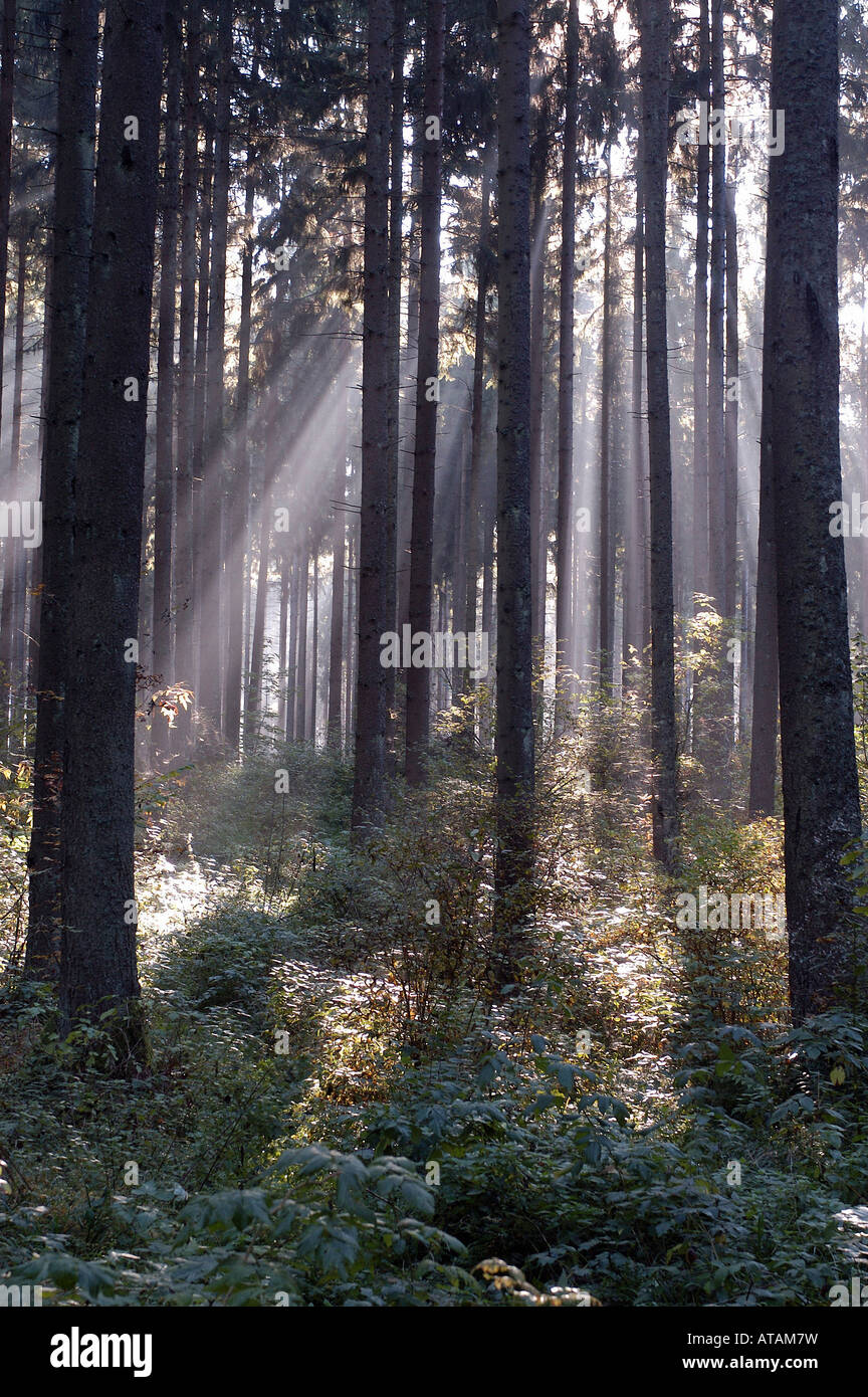A forest in the morning light Stock Photo - Alamy