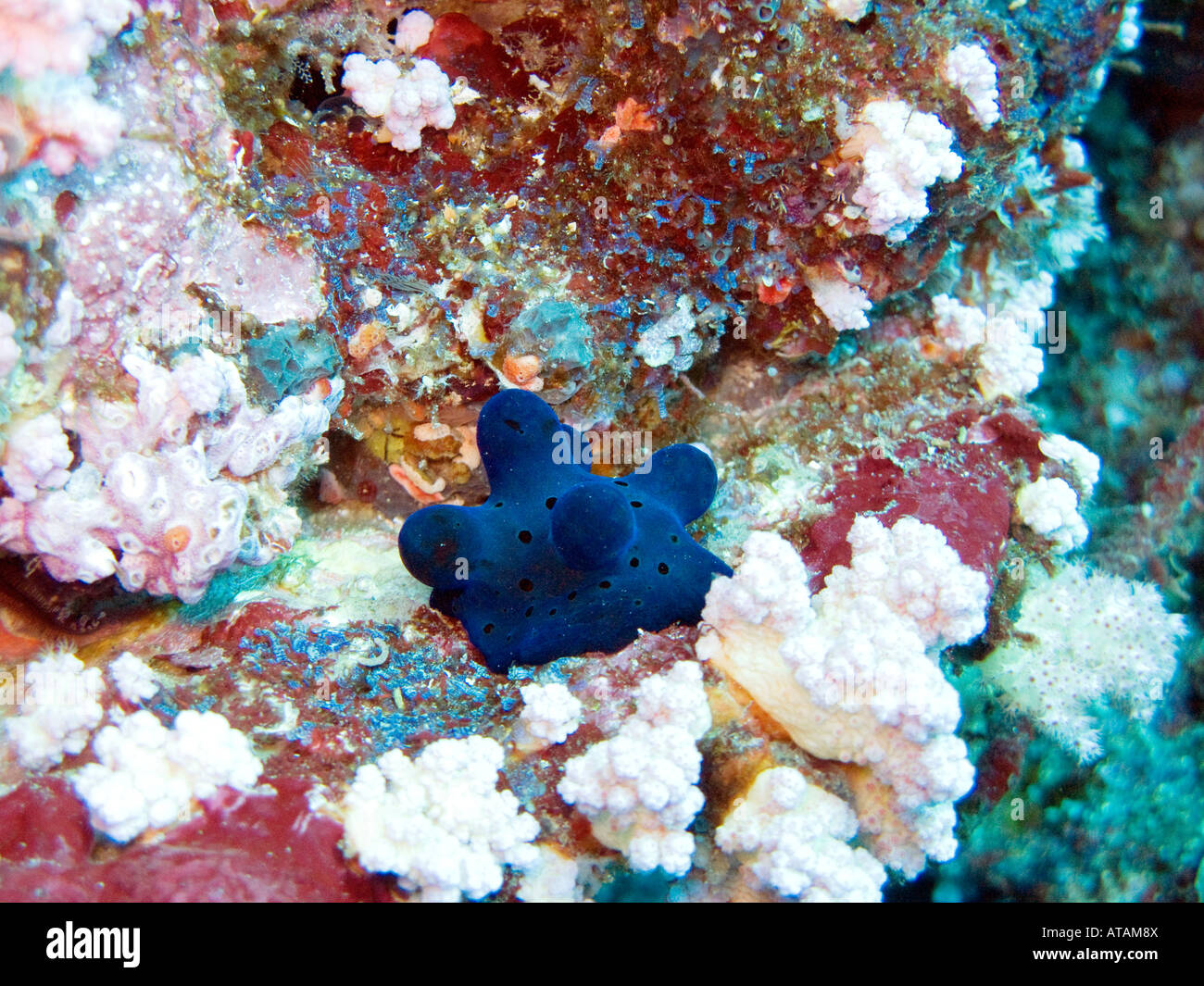 Maledivian sponge snail hi-res stock photography and images - Alamy