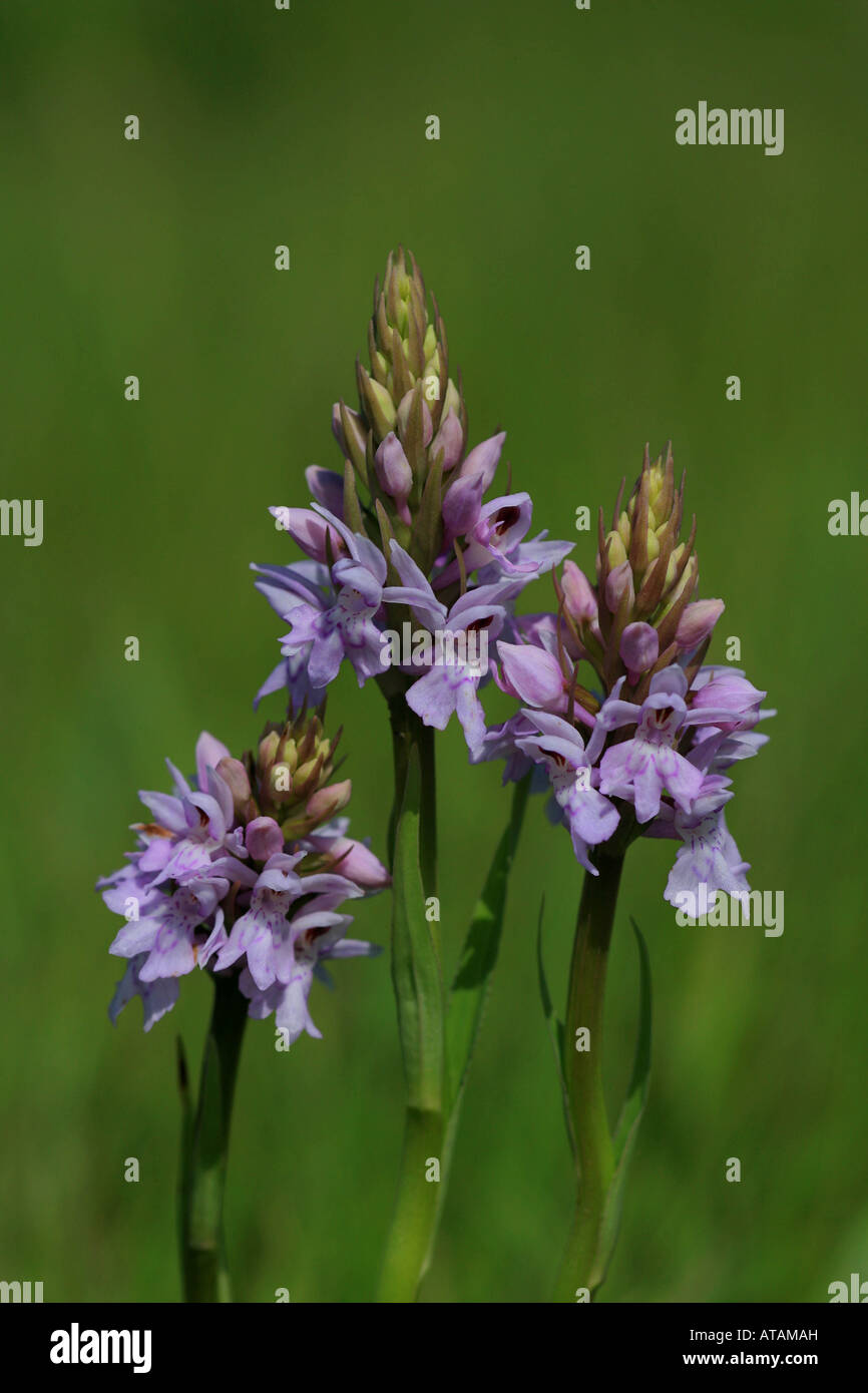 Three Common Spotted-orchid flower spikes Dactylorhiza fuchsii Stock ...