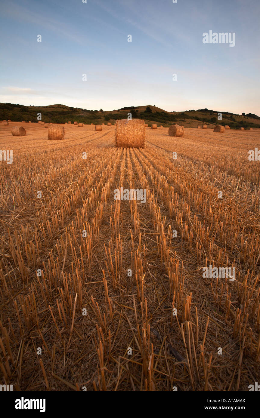 Round Hay bales Stock Photo - Alamy