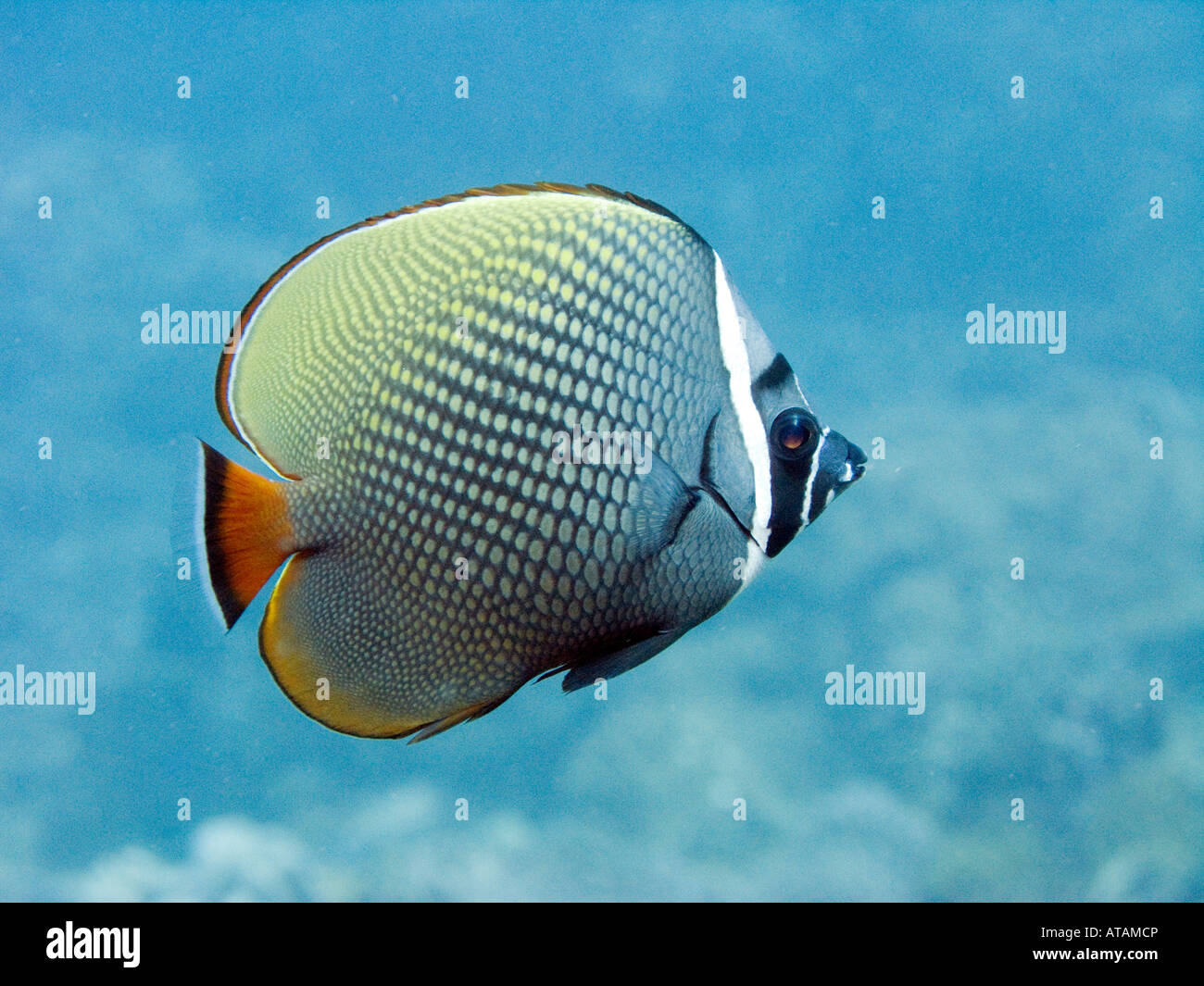 Collared butterflyfish, Chaetodon collare, swimming February 4 2008 ...
