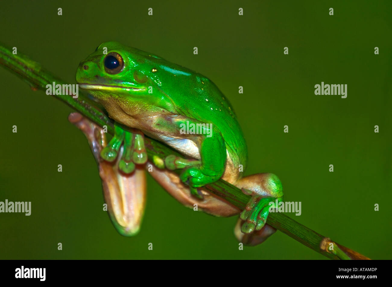 Green tree frog (Litoria caerulea) waiting patiently Stock Photo - Alamy
