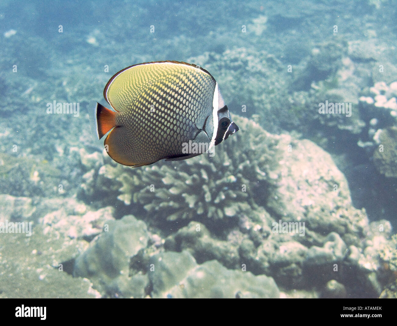 Collared butterflyfish, Chaetodon collare, swimming above coral reef ...